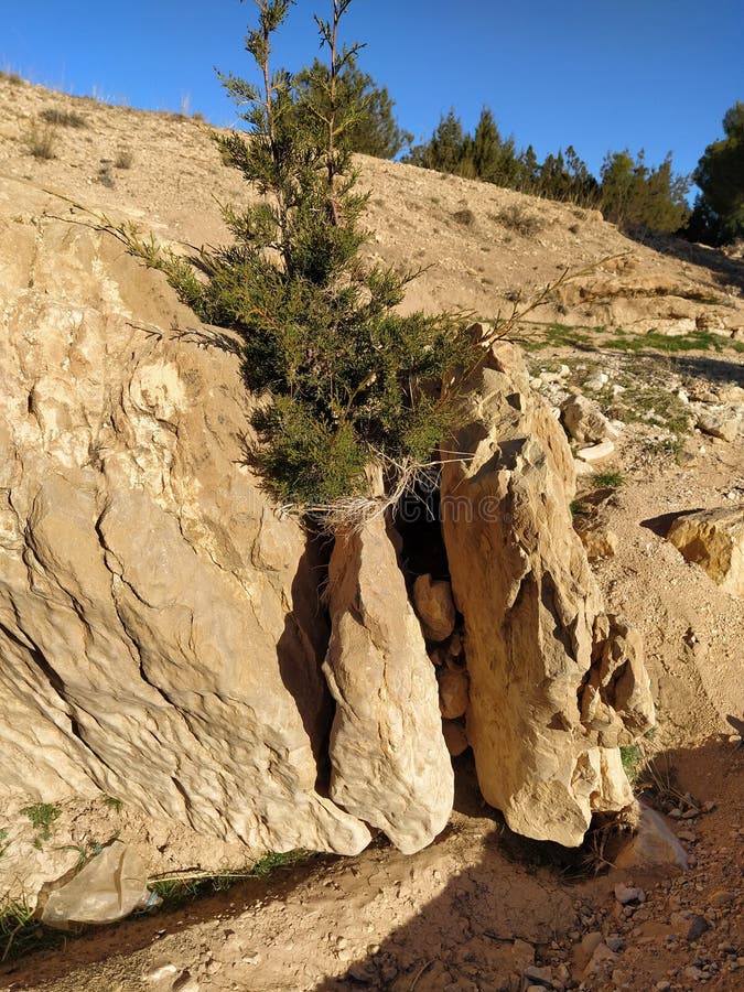 A Tree Cut through a Large Rock Stock Photo - Image of rock, water ...
