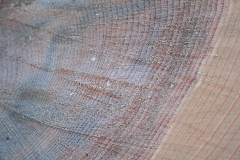 Slice of Wood Exposing the Rings Stock Image - Image of wood, banded ...