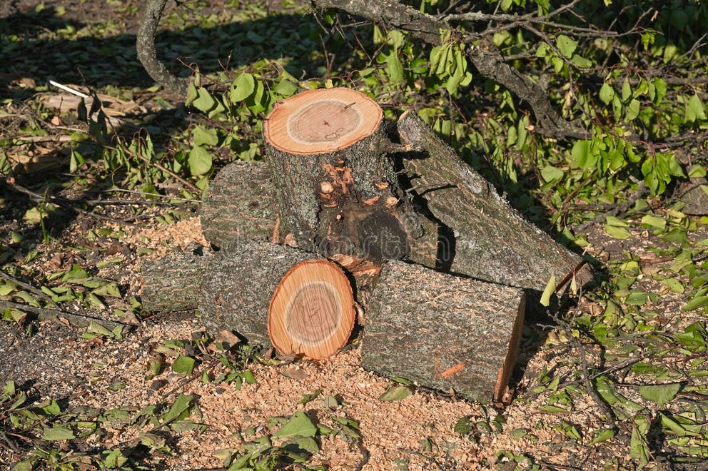 Sawn Logs are Randomly Stacked in a Pile. Stock Photo - Image of ...