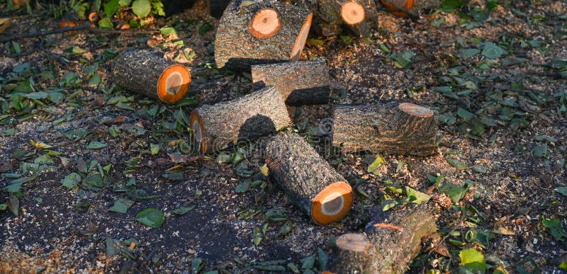 The Tree is Cut into Logs and Stacked Randomly. Stock Image - Image of ...