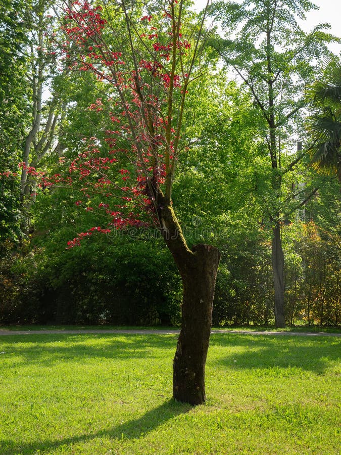 Tree Cut in the Main Trunk and with Red Blossoming Leaves in the ...