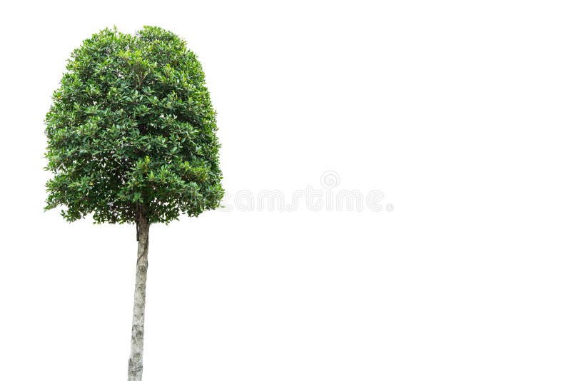 Tree Cut Out with Copy Space on Isolated White Stock Image - Image of ...