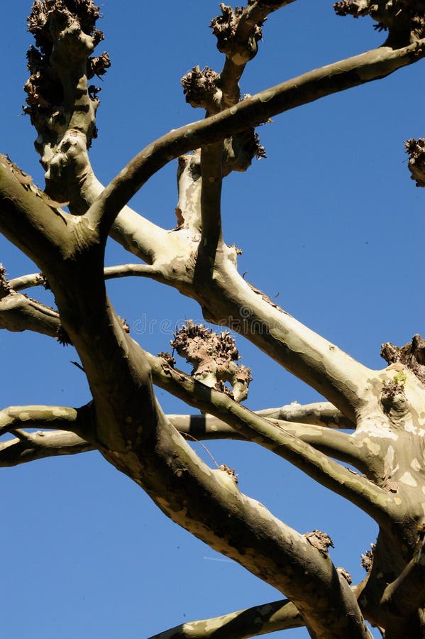 Tree Cut, Part of Tree Care Stock Image - Image of forestry, plants ...