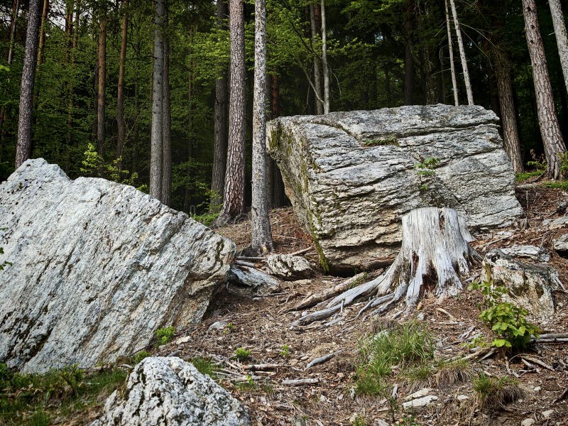 Tree Cut, Part of Tree Care Stock Photo - Image of botany, enterprise ...