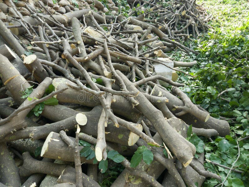 Tree Cut into Pieces. Indian Beech Tree Trunks. Deforestation in ...