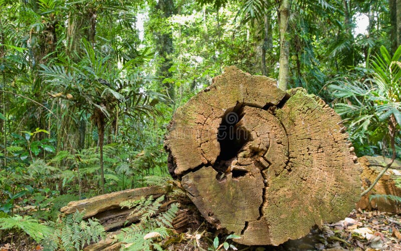 Tree cut in rainforest stock image. Image of rain, reserve - 9254169