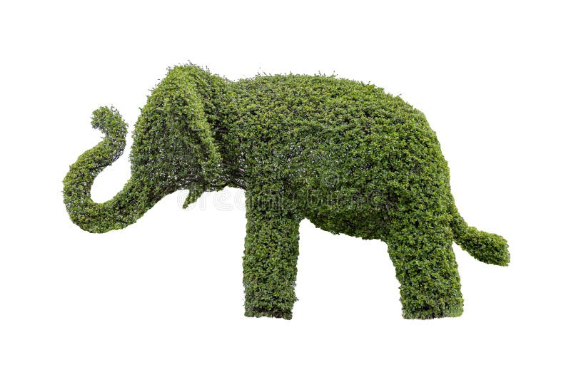 Tree Cut into the Shape of an Elephant Isolate on White Background ...