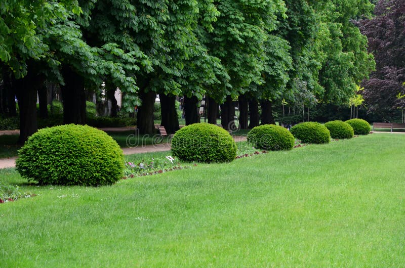 Tree Cut into the Shape of a Large Regular Cone and a Flattened Sphere ...