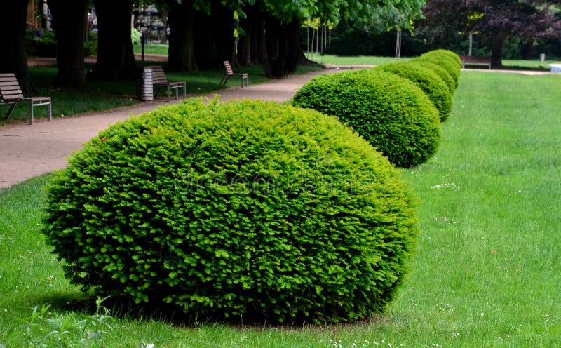 Tree Cut into the Shape of a Large Regular Cone and a Flattened Sphere ...