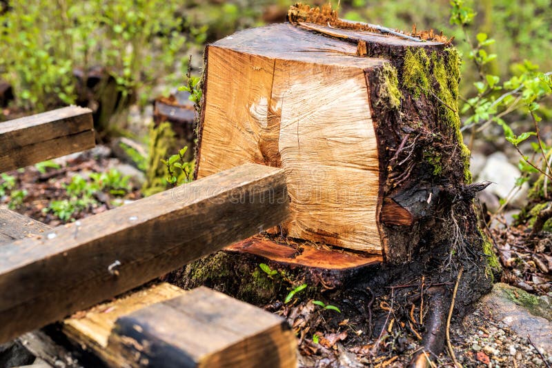 Something To Make Old Wooden Stock Photos - Free & Royalty-Free Stock ...