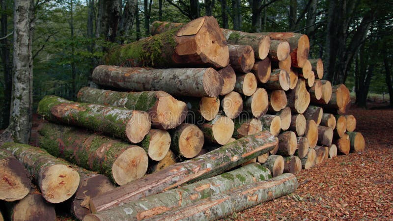 Cut Logs in the Mountain of Russia Boreal Forest Stock Footage - Video ...