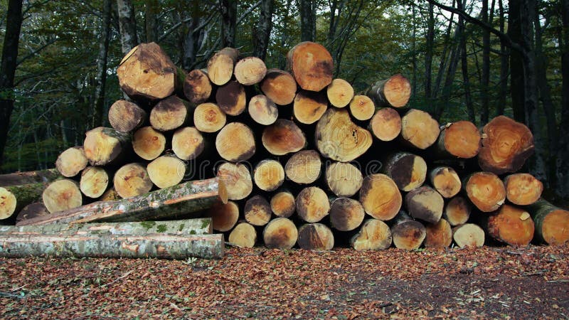 Tree Cut Log Arranged Ready for Transportation Stock Footage - Video of ...