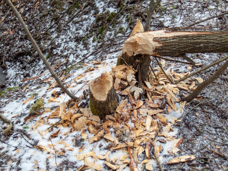 Tree Cut with Visible Beaver Damage and Signs on Wood Trunk from Teeth ...