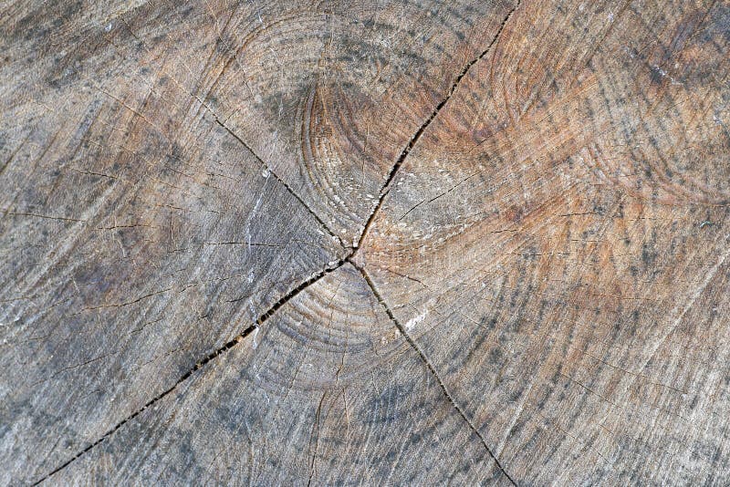 Tree Cut Wood Pattern Ring Inside Tree Trunk Stock Image - Image of ...