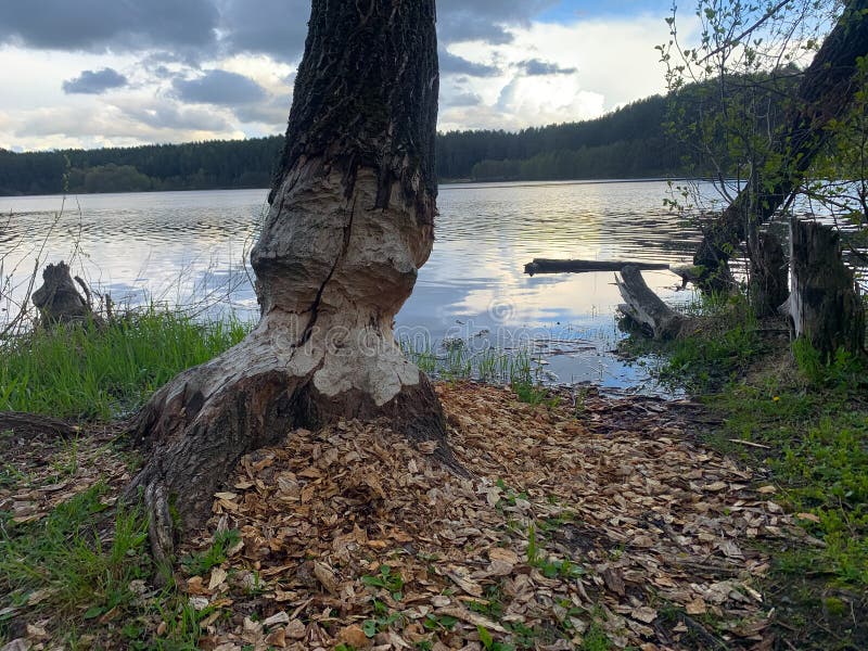 Lake Behand Stock Photos - Free & Royalty-Free Stock Photos from Dreamstime