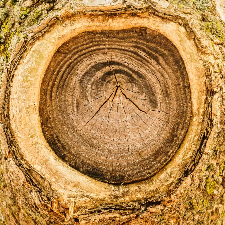 Tree with Cutted Off Branch Stock Image - Image of knot, weathered ...