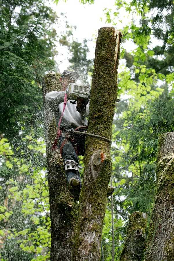 1,079 Man Cutting Down Tree Stock Photos - Free & Royalty-Free Stock ...