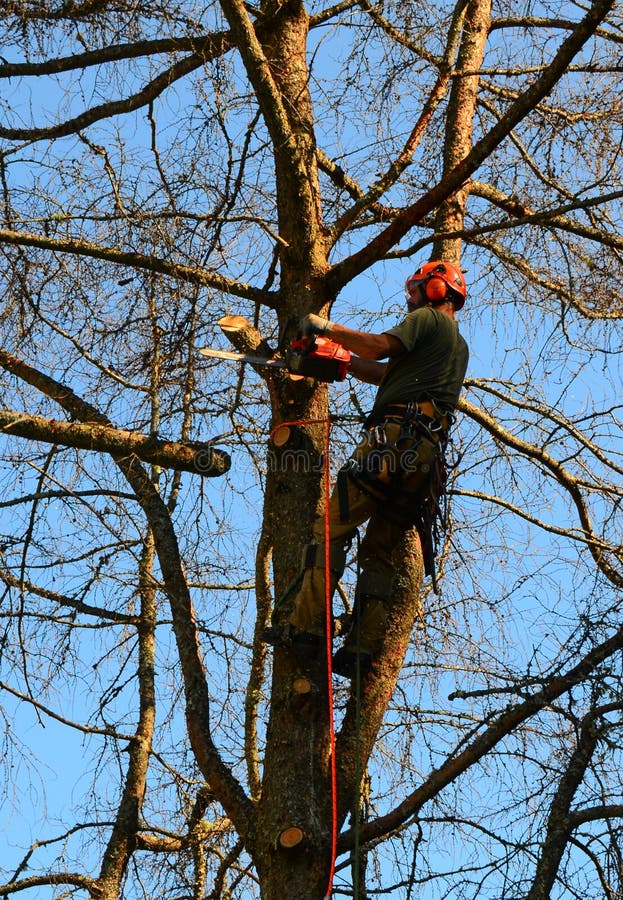 Tree removal trimming stock image. Image of safety, removal - 44399083