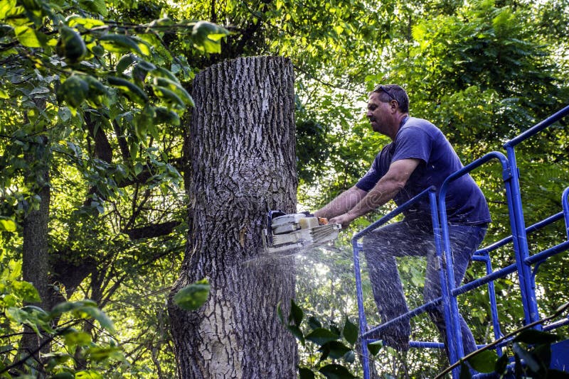 Man Cutting Tree with Gas Powered Chainsaw Stock Image - Image of ...