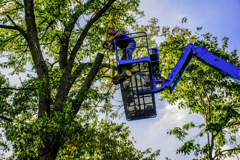 Tree Cutter stock image. Image of firewood, horticulture - 85709839