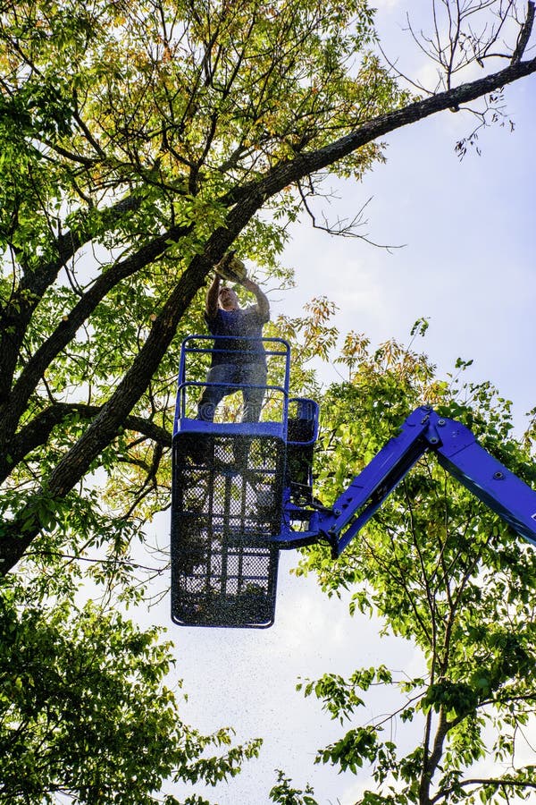 Tree Cutter stock image. Image of trees, danger, woodcutter - 85710029