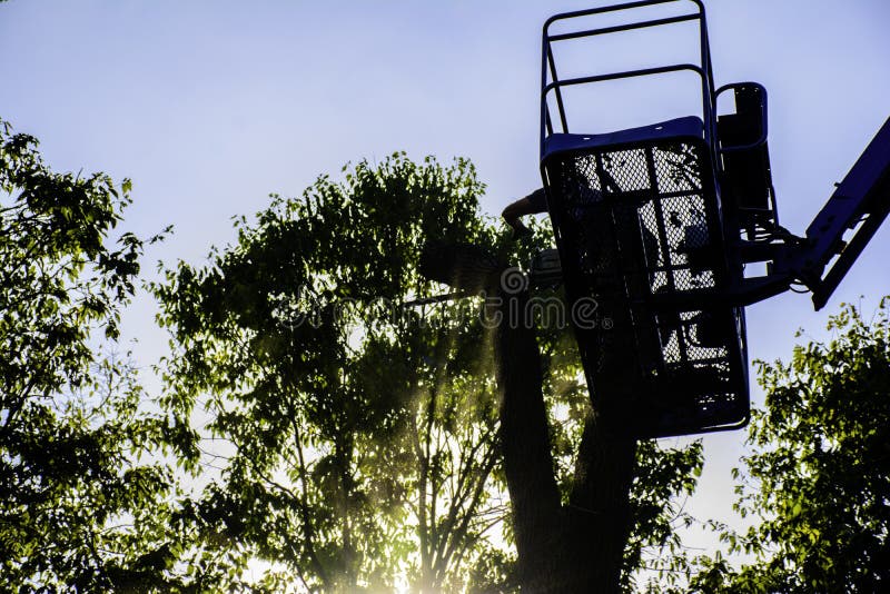 Tree Cutter stock image. Image of bark, leaves, tree - 86031769