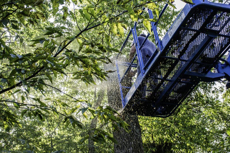 Tree Cutter stock image. Image of leaves, woods, logger - 86610637