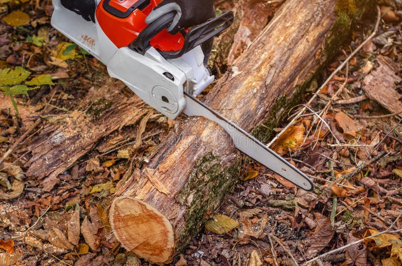 Tree Cutter Working with Chainsaw in Forest Stock Image - Image of ...