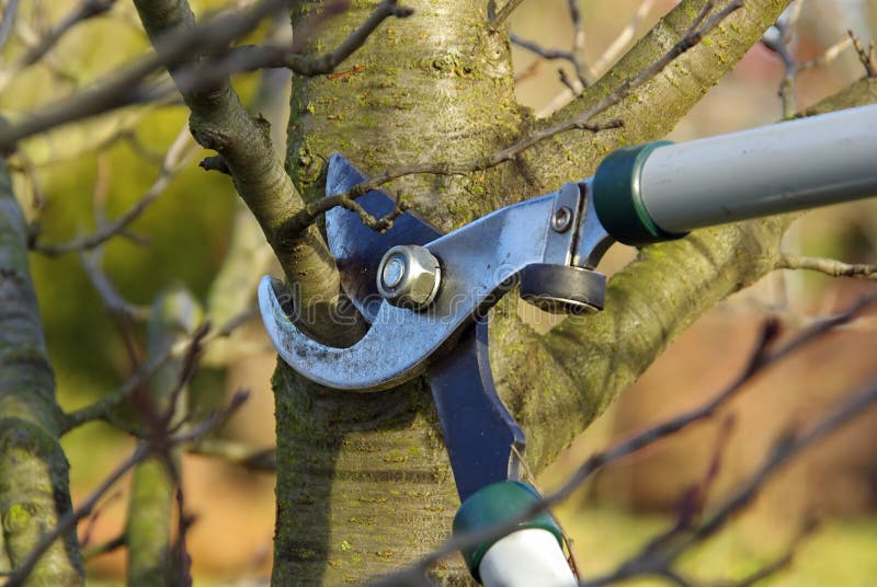 Tree cutting 04 stock photo. Image of branch, pruning - 4222934