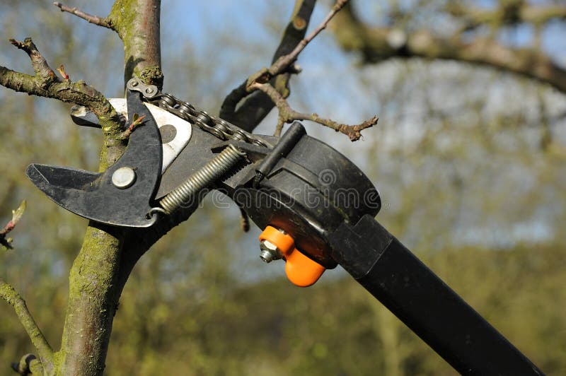 Tree cutting stock image. Image of gardening, trimming - 19167363