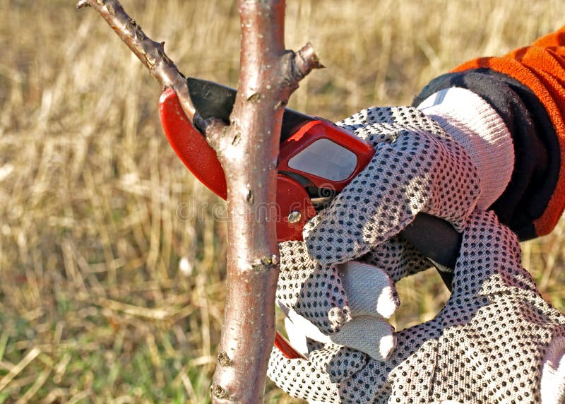 Tree cutting stock photo. Image of canopy, protection - 23514288