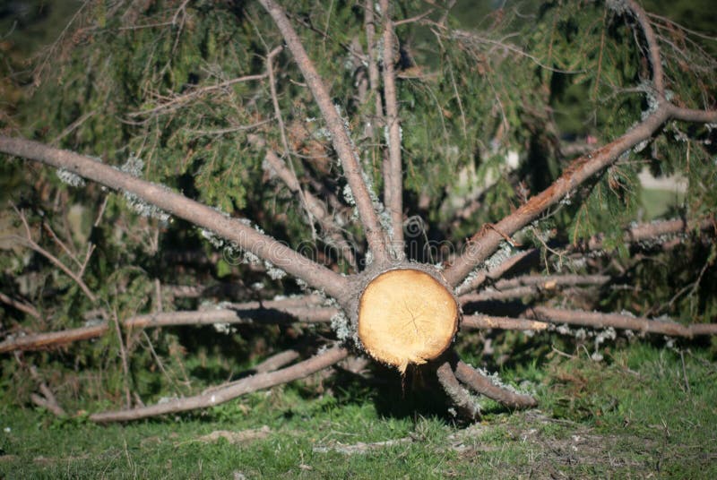 Tree cutting stock photo. Image of cellulose, backdrop - 27282610