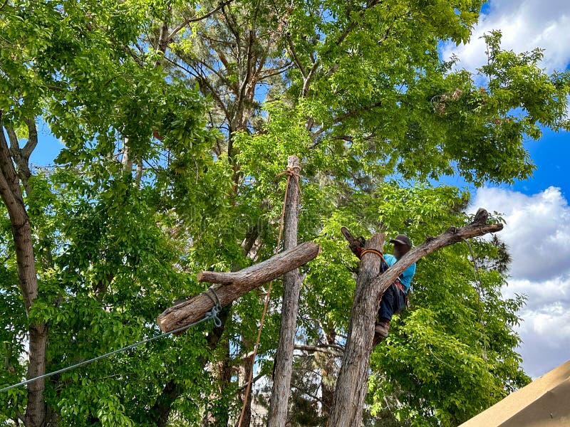 Tree Cutting in Action, Removing Dead Tree Stock Image - Image of ...