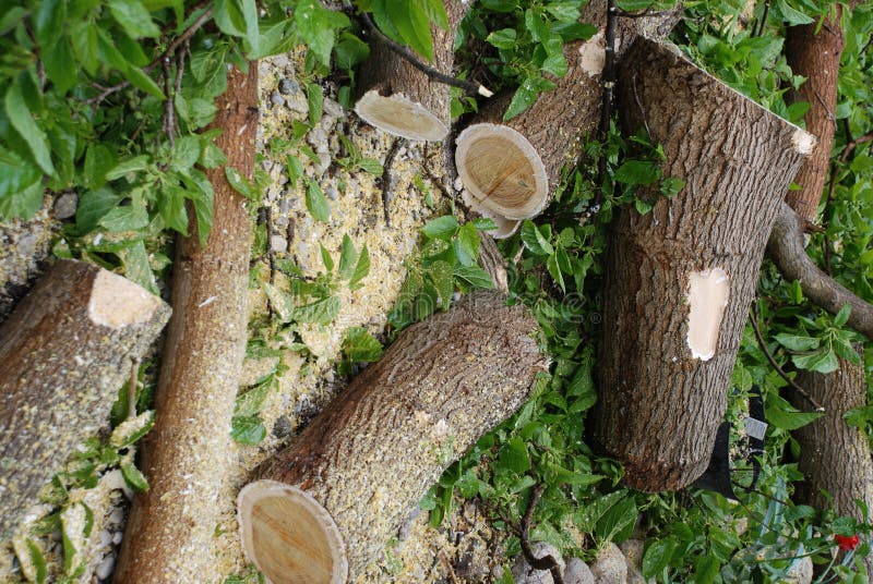Background with Lichens and Moss - Dog Lichen; Peltigera Canina.dog ...