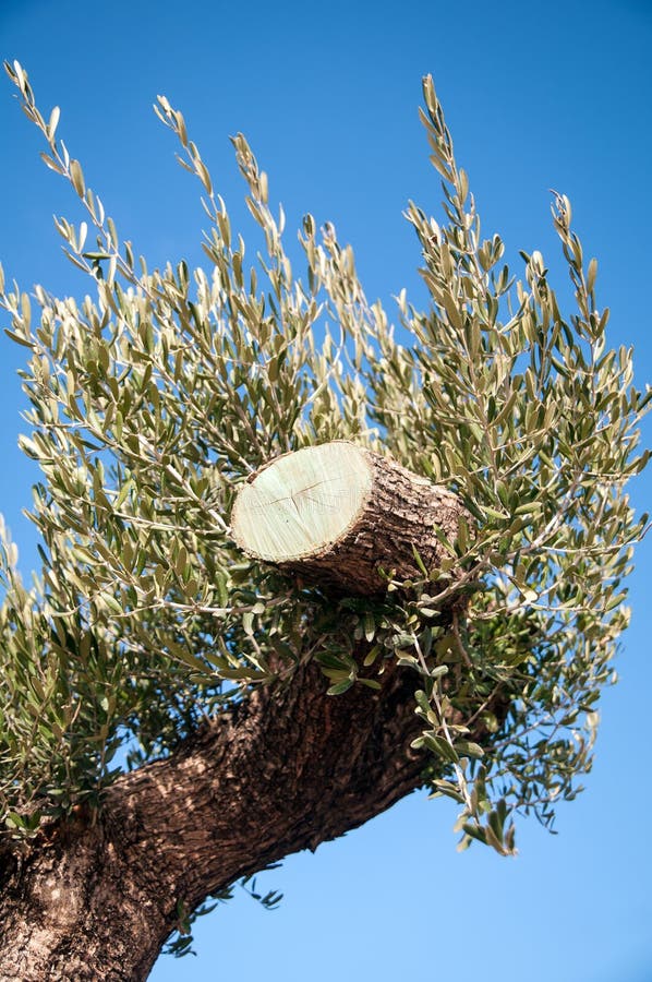 Tree cutting stock photo. Image of spring, environment - 56730604