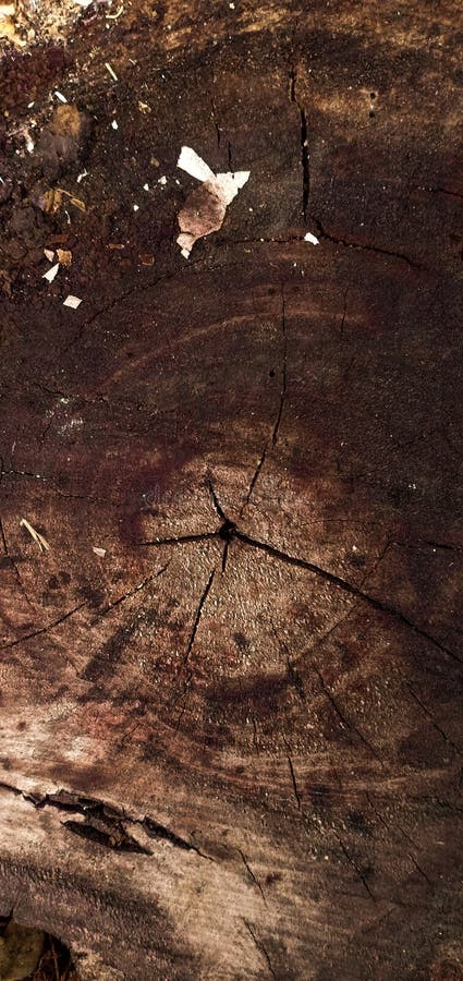 Tree cutting details stock image. Image of cutting, details - 228861819