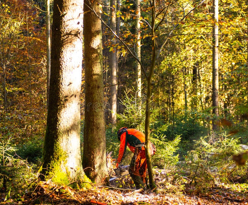 Tree cutting in the forest stock image. Image of logger - 260202489