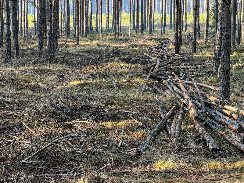 Tree Cutting in the Forest Using a Combine Harvester, Leaving a Gap ...