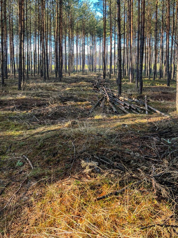 Tree Cutting in the Forest Using a Combine Harvester, Leaving a Gap ...
