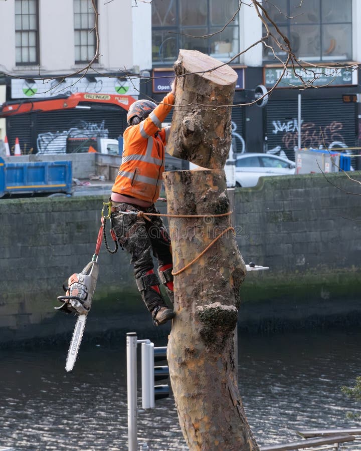 Tree Cutting on Liffey Street Lower, Dublin, Ireland 2024-01-14 ...