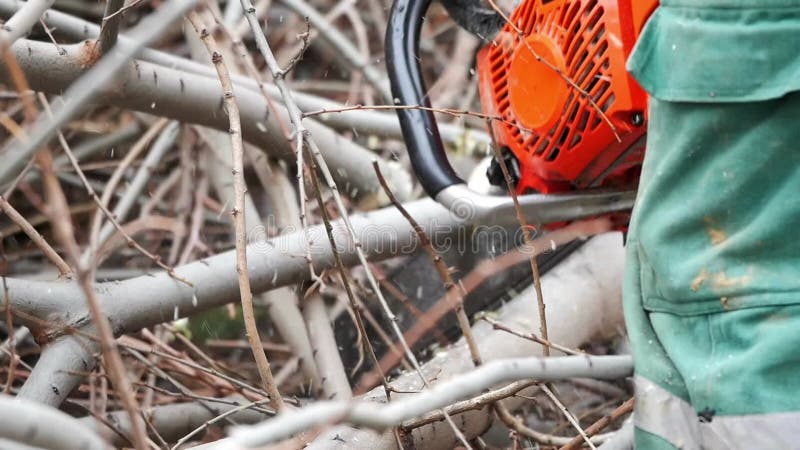 Tree Cutting Process in a Dense Forest Using Equipment Stock Video ...