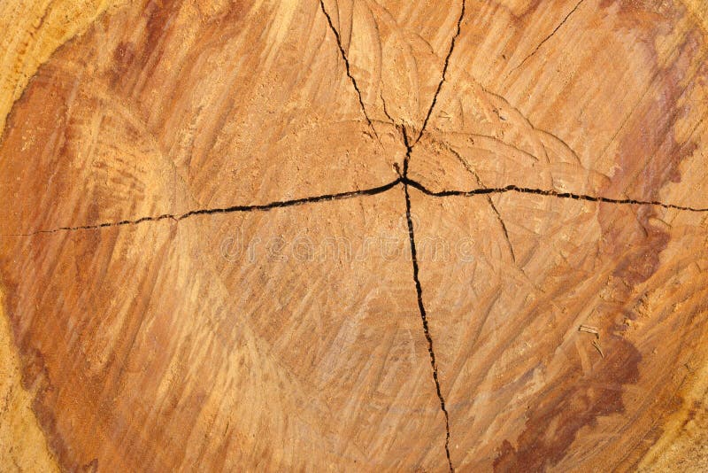 Tree Cutting Texture stock image. Image of natural, abstract - 48703439