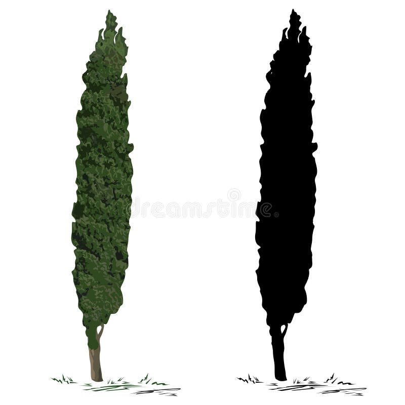 Tree Cypress and Silhouette of a Cypress Stock Vector - Illustration of ...