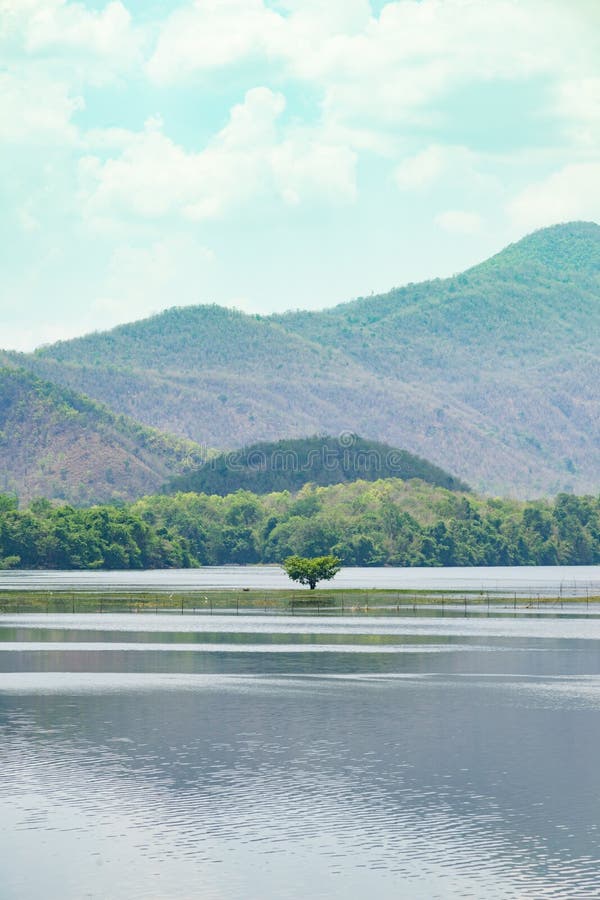 Tree in the dam stock photo. Image of nature, cloudcovered - 61967080
