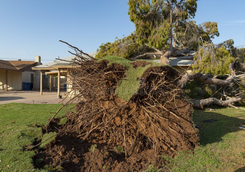 Tree Damage To Roof after Major Monsoon Stock Photo - Image of ...