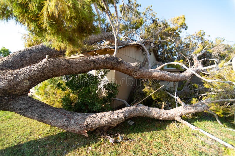Tree Damage To Roof after Major Monsoon Stock Image - Image of loss ...