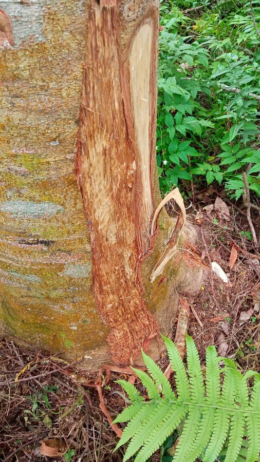 Tree damaged by animals stock photo. Image of wood, deciduous - 253156164