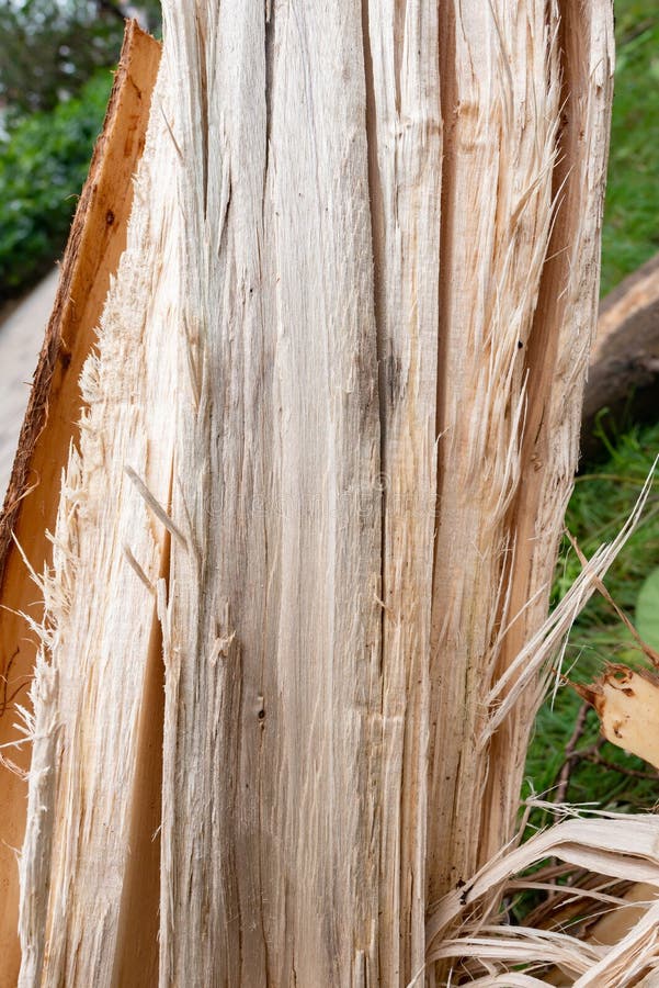 Tree with Damaged Bark Close Up Vertical Stock Photo - Image of damage ...