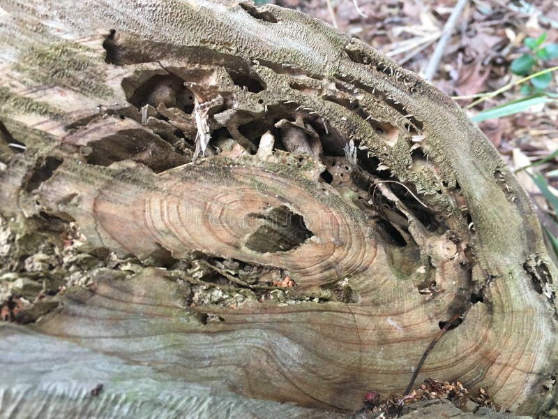 Tree damaged by beetles stock photo. Image of closeup - 86023358