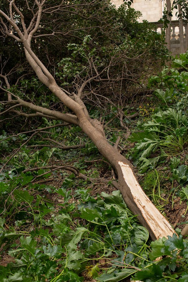 Tree Damaged in Heavy Winds Stock Image - Image of windbreak, tree ...